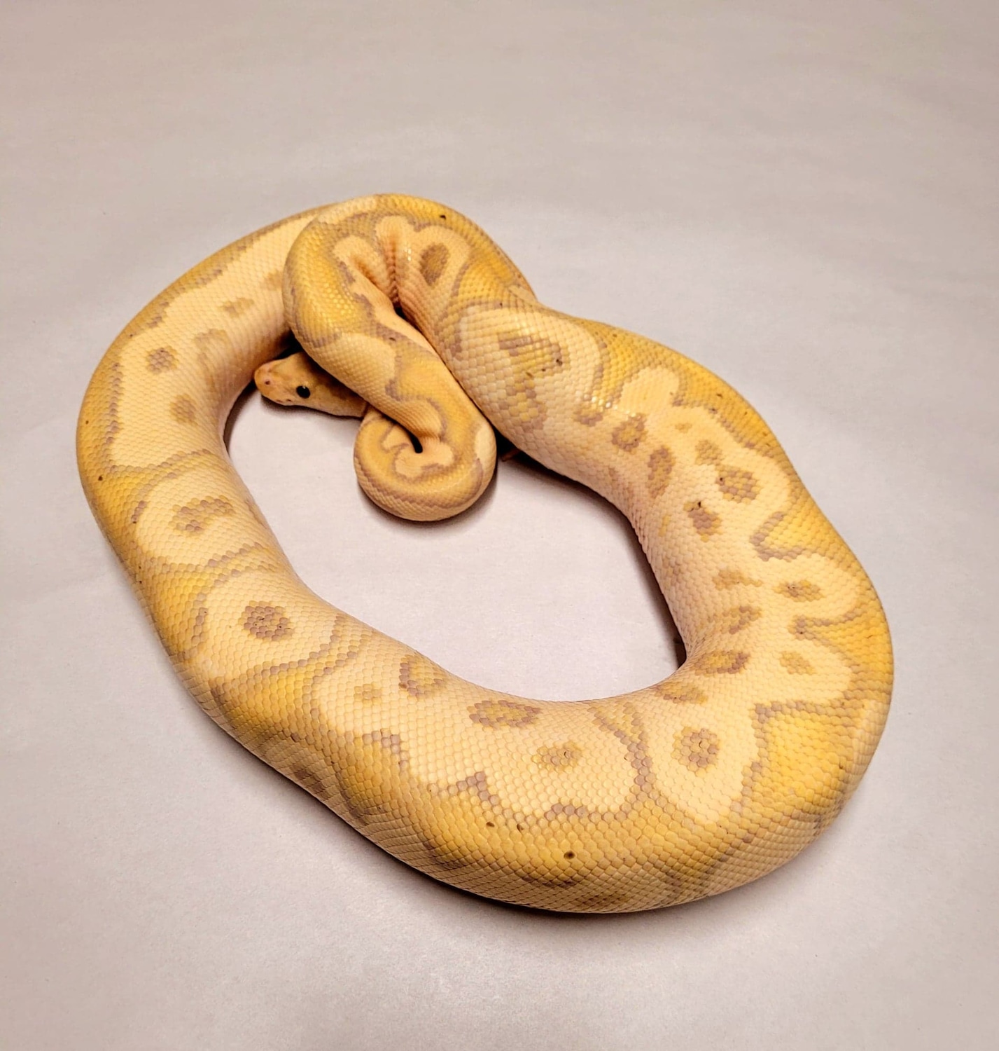 Clown Banana Fire PB - FREE Shipping Ball Python by Exotic Addicts ...