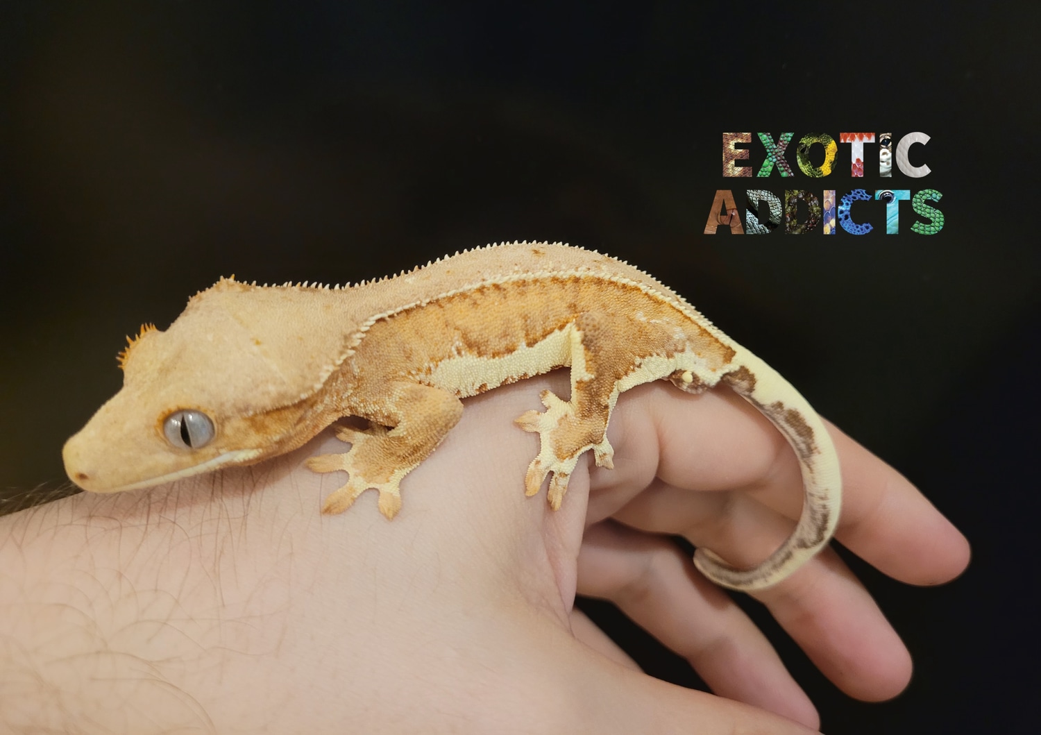 Lilly White Creamsicle Phantom - FREE Shipping Crested Gecko by Exotic Addicts - MorphMarket