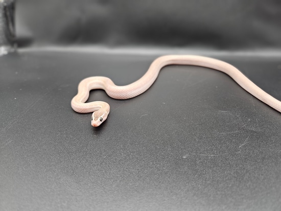 House Snake Blue Eyed Lucy by Exotic Addicts