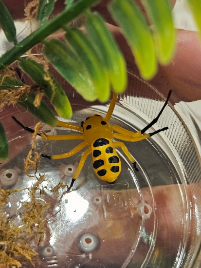 Pikachu Spider Crabe Other Spider by Exotic Addicts