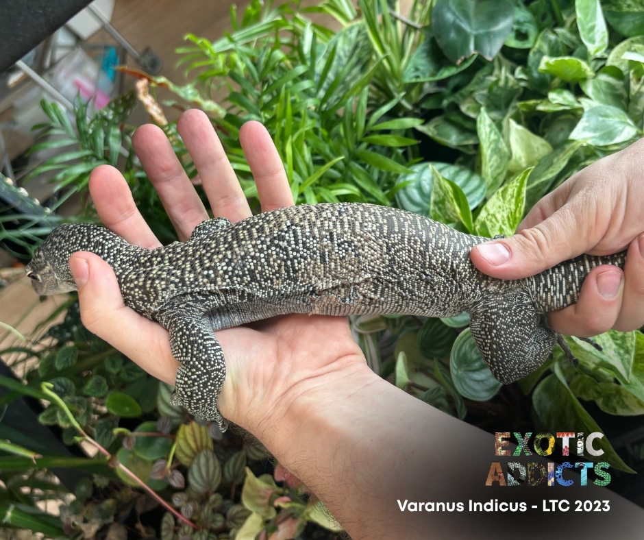 Mangrove monitor