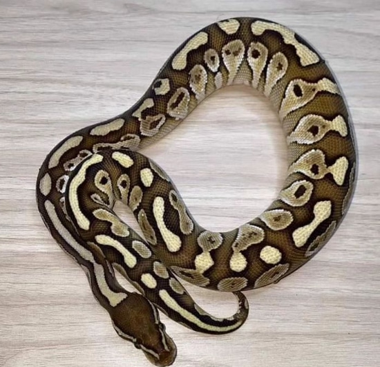 Cinnamon Lesser Ball Python by Exotic_A1Pets