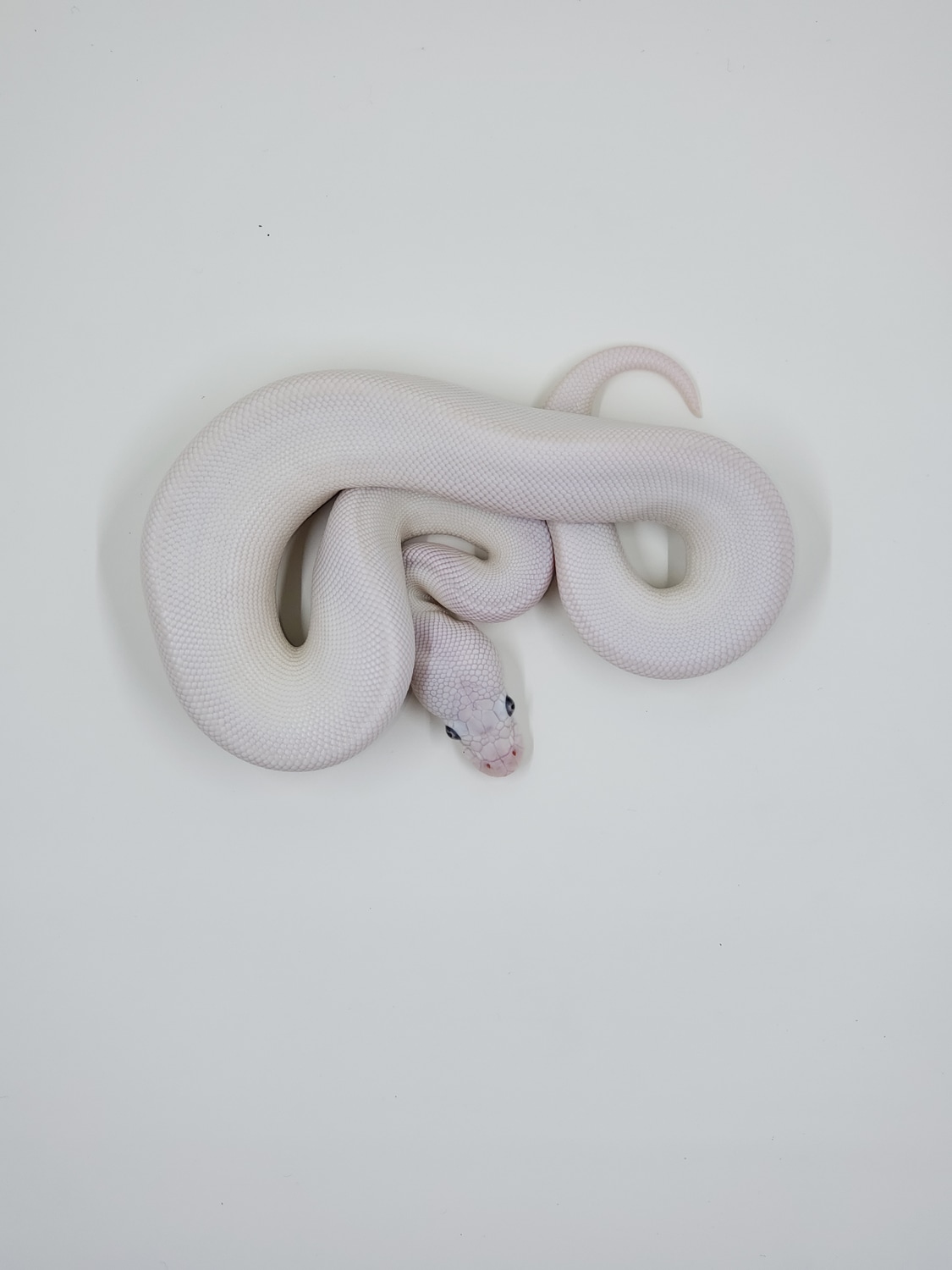 Super Lesser Poss Od Poss Pastel 100% Het Clown Ball Python by Exotic ...