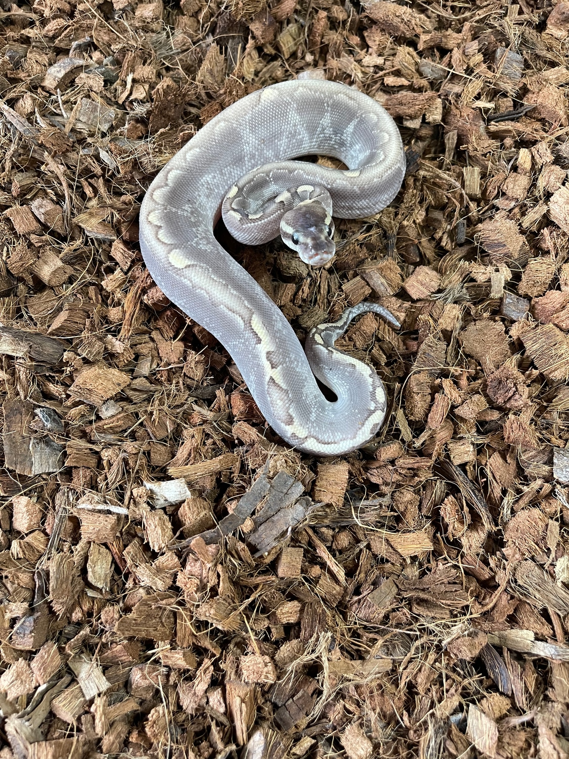 Bamboo Black Pastel Ball Python by Exotic Creations - MorphMarket