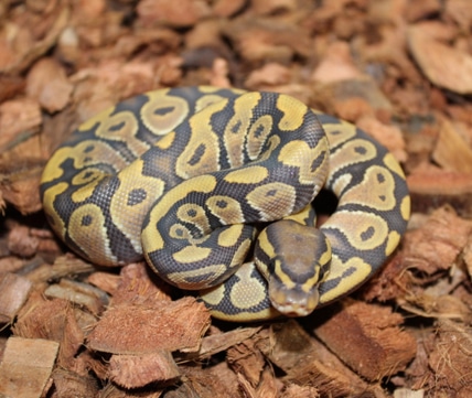 Bamboo Black Pastel Ball Python by Exotic Creations - MorphMarket