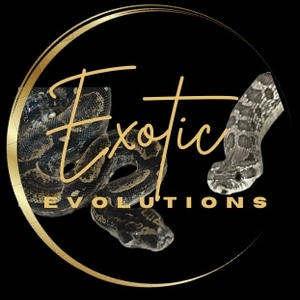 Exotic_Evolutions - MorphMarket