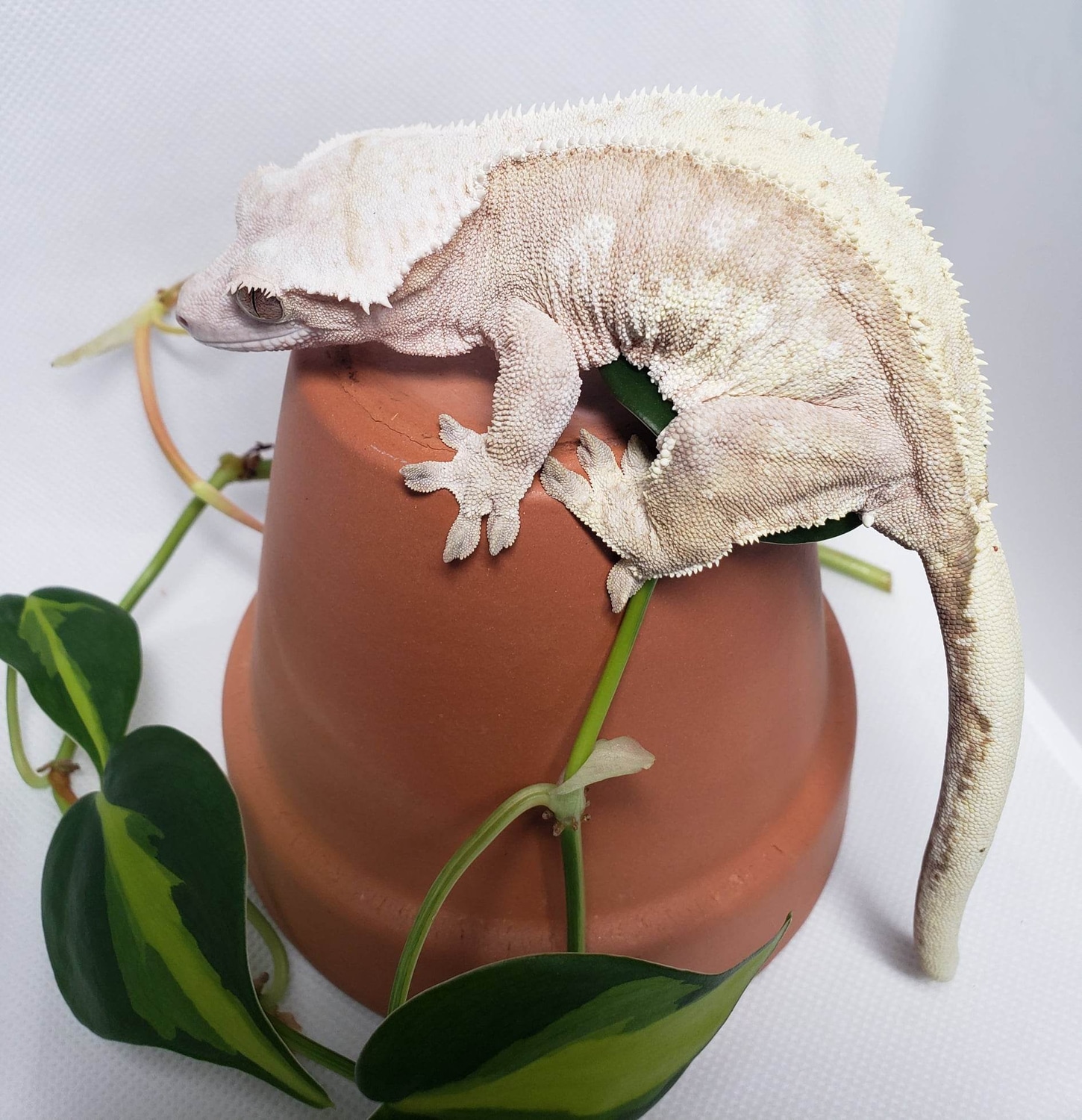 Cream, Phantom Pinstripe Proven Female Breeder Crested Gecko by Exotic ...