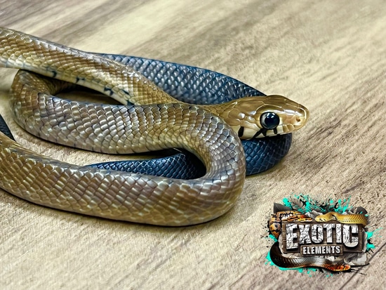 Black Tailed Cribo Cribo & Indigo Snakes by Exotic Elements