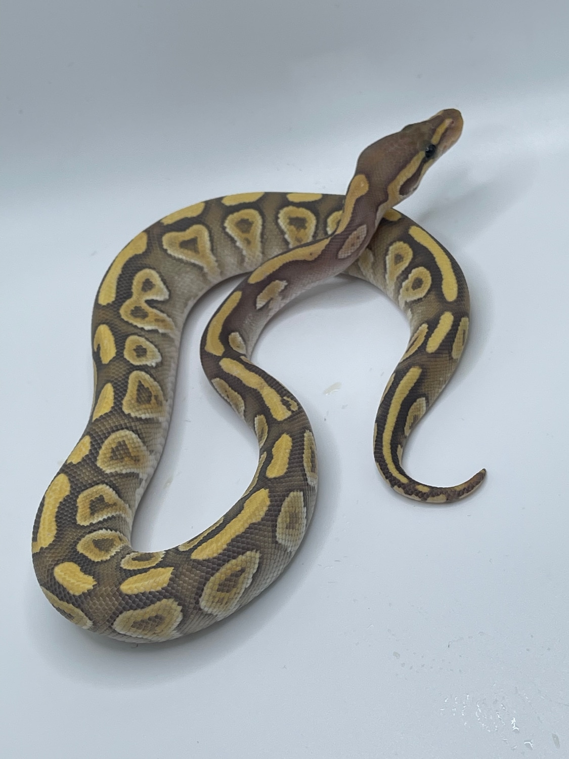 Hypo Mojave 66% Het Clown Ball Python by Exotic Empire Pets - MorphMarket