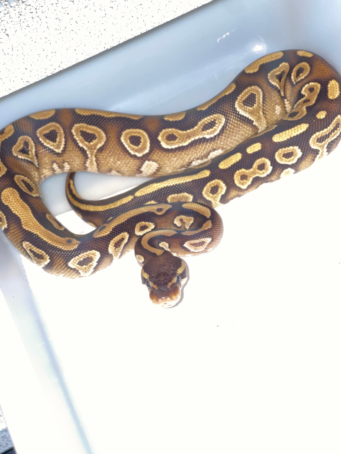 Phantom Or Mojave Goblin Ball Python by Exotic Empire Pets - MorphMarket