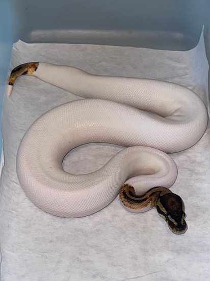 Yellow Belly Pied Ball Python by Exotic Empire Pets