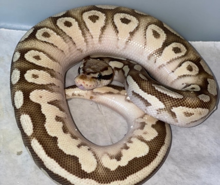 Phantom Or Mojave Goblin Ball Python by Exotic Empire Pets - MorphMarket
