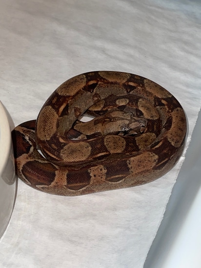 Het Leopard Boa Constrictor by Exotic Empire Pets