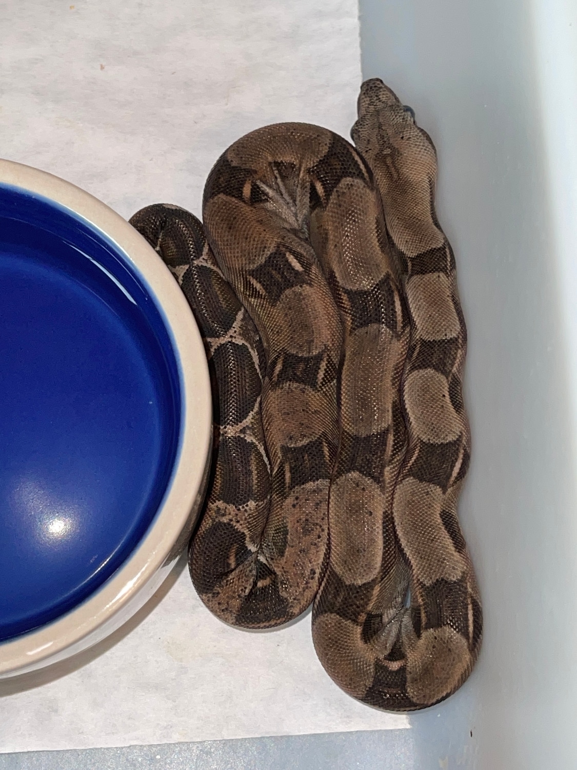 Het Leopard Boa Constrictor by Exotic Empire Pets - MorphMarket