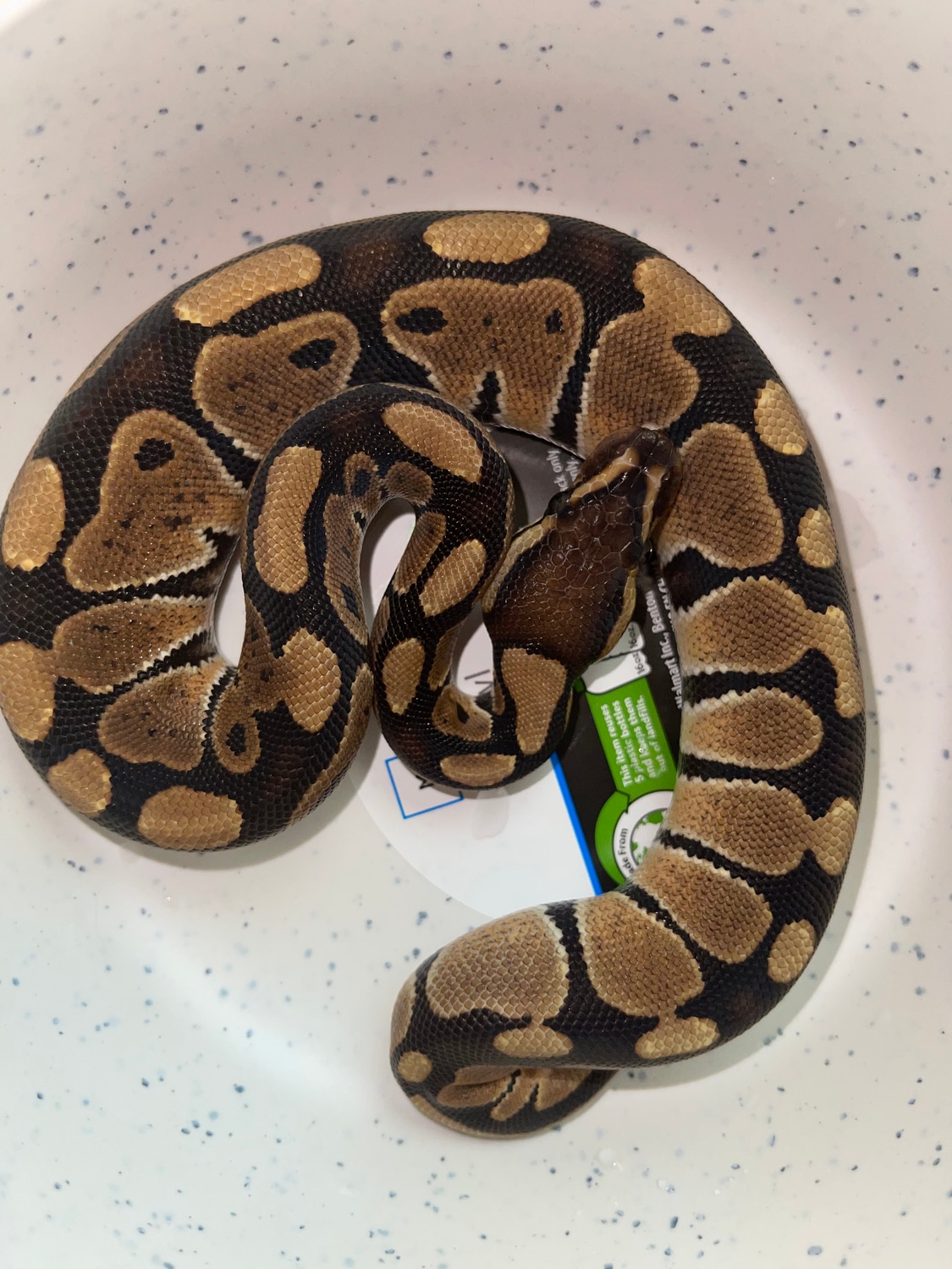 66% Dh Hypo/clown Ball Python by Exotic Empire Pets - MorphMarket