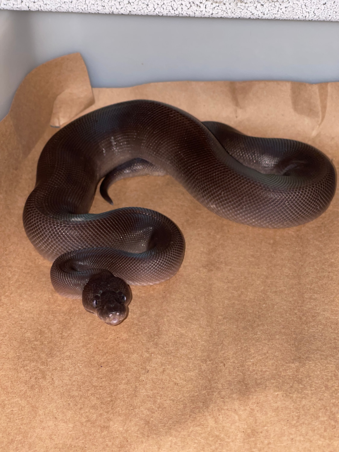 Black Pastel Suma Ball Python by Exotic Empire Pets - MorphMarket