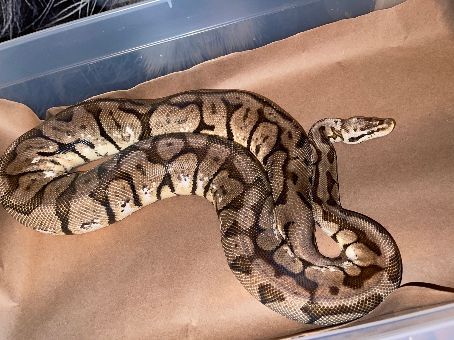 Black Widow Ball Python by Exotic Empire Pets - MorphMarket