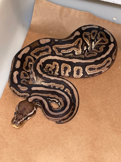 Cinnamon Spotnose(Slight Ringer On Tail) Ball Python by Exotic Empire Pets