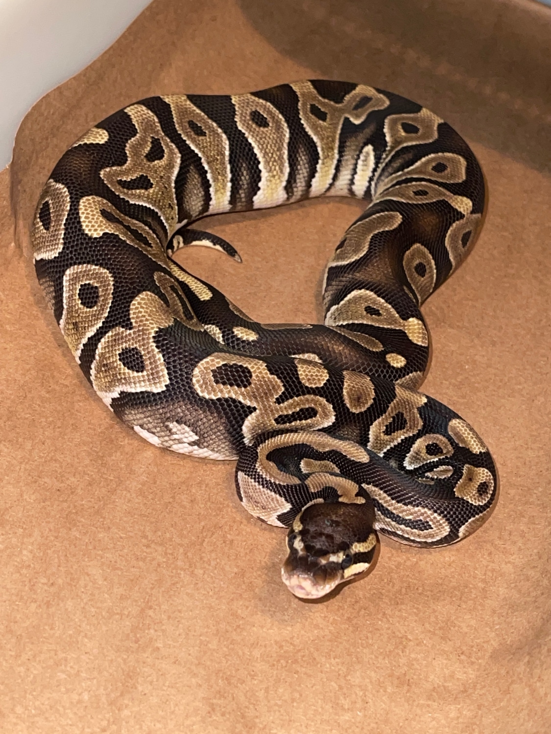 Phantom Scaleless Head Ball Python by Exotic Empire Pets - MorphMarket