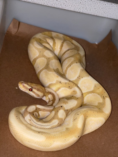 Orange Dream Banana Het Pied Ball Python by Exotic Empire Pets