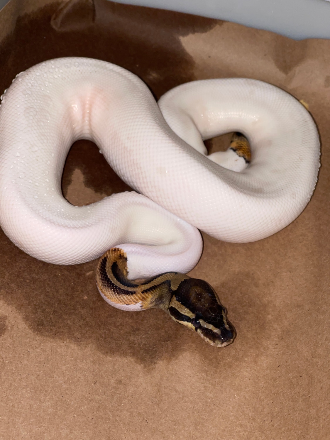 Yellow Belly Pied Ball Python by Exotic Empire Pets - MorphMarket