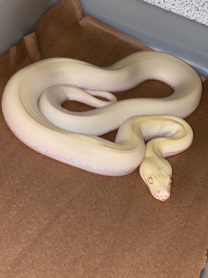 Blizzard Burmese Python by Exotic Empire Pets