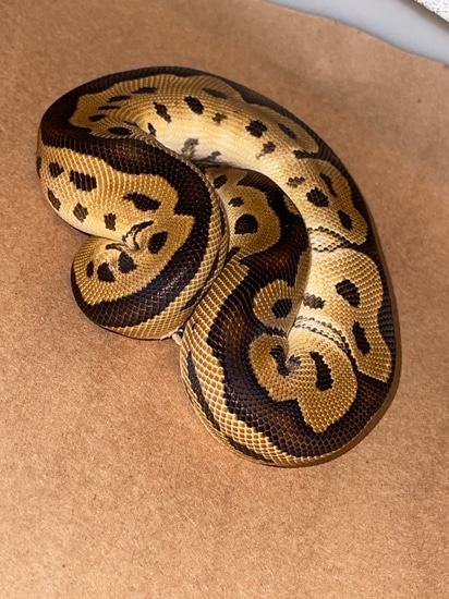 Clown Ball Python by Exotic Empire Pets