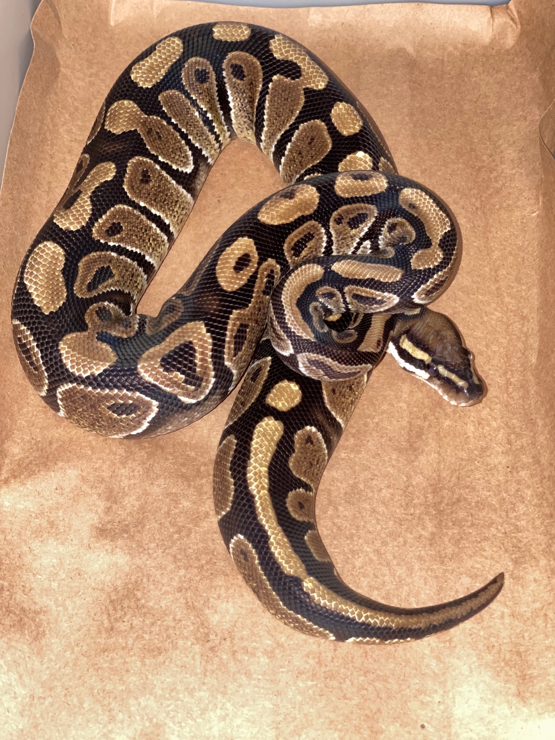 GAIA Ball Python by Exotic Empire Pets - MorphMarket