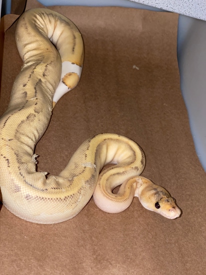 Champagne Fire Ball Python by Exotic Empire Pets