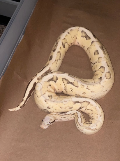 Vanilla Scream Ball Python by Exotic Empire Pets