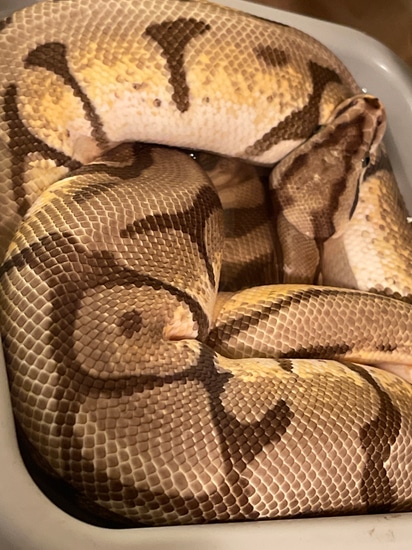 Spider Mystic Ball Python by Exotic Empire Pets