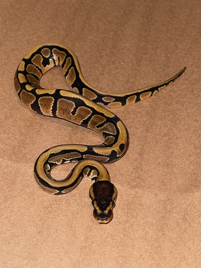 Het Tri Stripe 66% Het Tsk Ball Python by Exotic Empire Pets