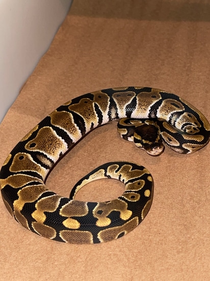 Het Albino Pied Ball Python by Exotic Empire Pets