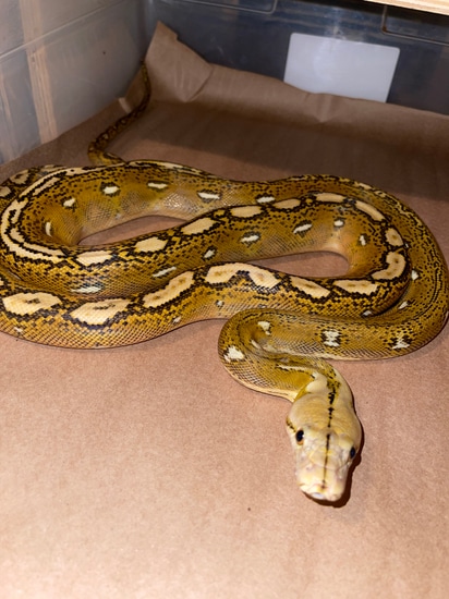 Orange Ghost Stripe Het Purple Reticulated Python by Exotic Empire Pets