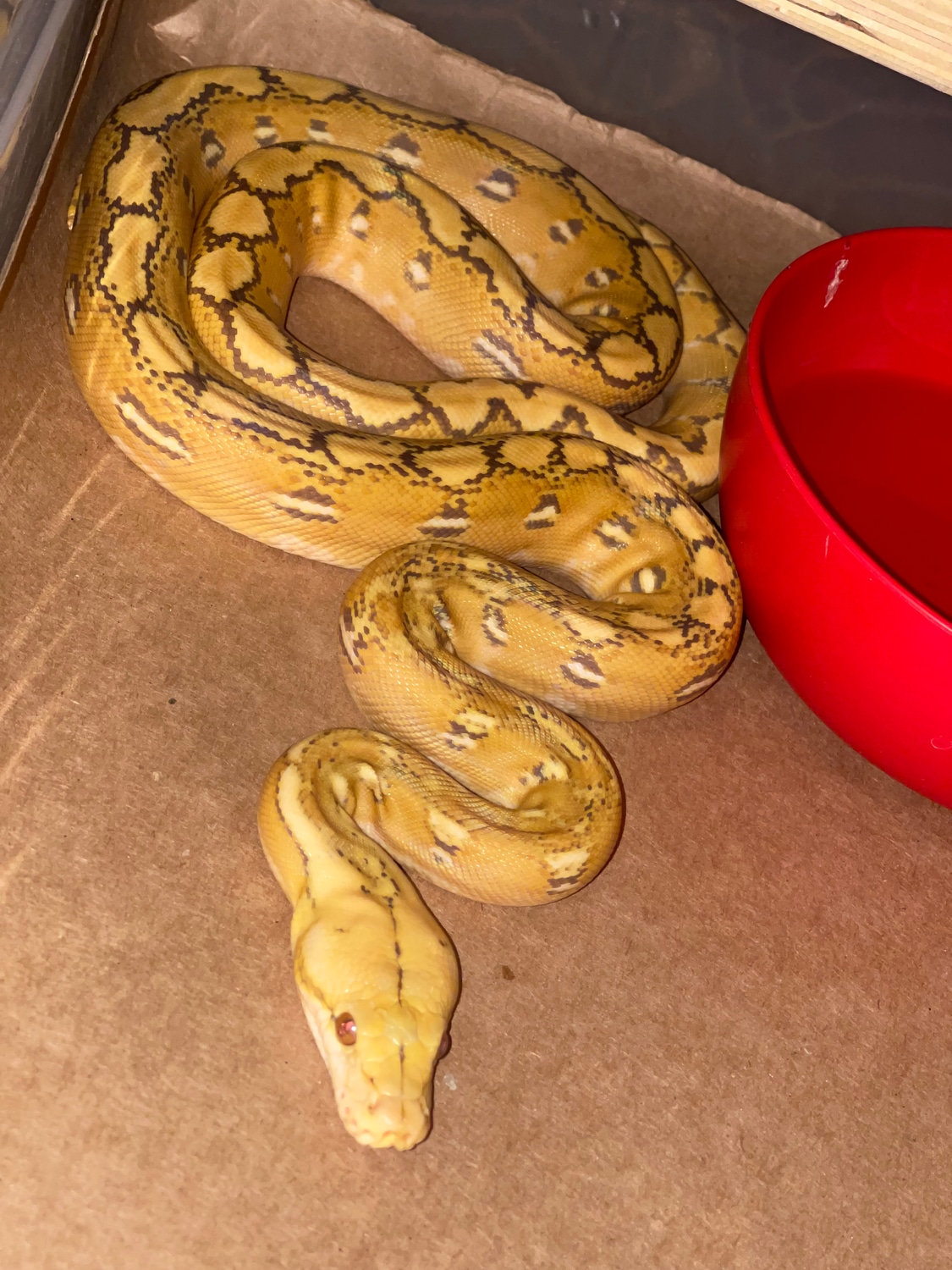 Orange Glow Phantom Reticulated Python by Exotic Empire Pets - MorphMarket
