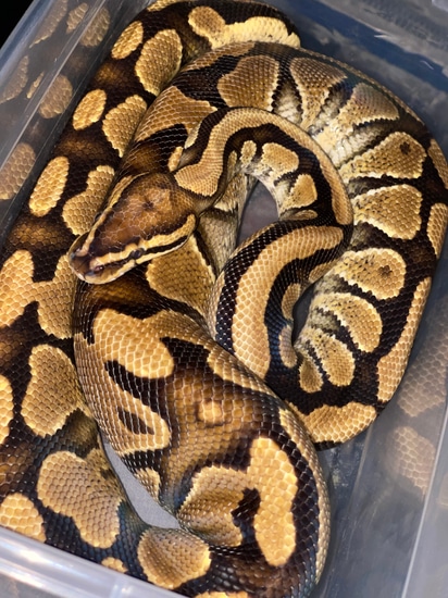 Yellow Belly Het Clown Ball Python by Exotic Empire Pets