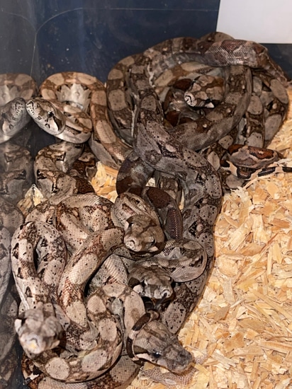 Central American Boas Boa Constrictor by Exotic Empire Pets