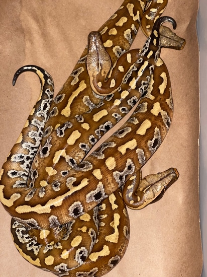 Blood Pythons by Exotic Empire Pets