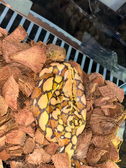 Lavender Sunfire Reticulated Python by Exotic Empire Pets