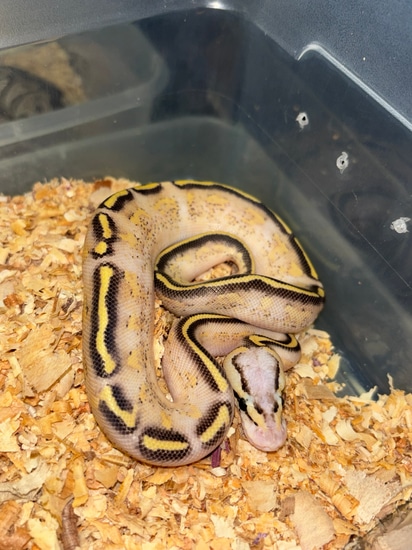 Freeway Firefly Ball Python by Exotic Empire Pets