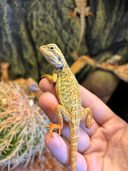 Bearded Dragon Central Bearded Dragon by Exotic Empire Pets