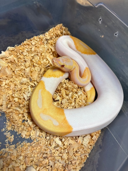 Candino Pied Ball Python by Exotic Empire Pets