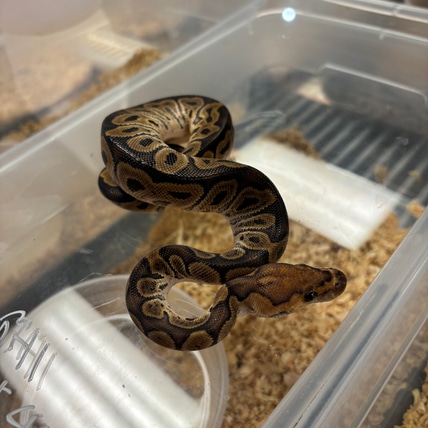 Exotic Empire Pets - MorphMarket