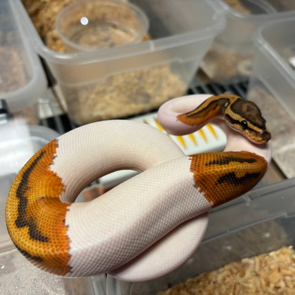Exotic Empire Pets - MorphMarket