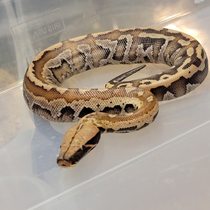 Exotic Empire Pets - MorphMarket