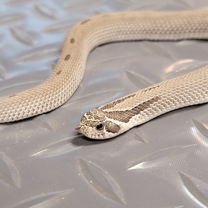 Exotic Empire Pets - MorphMarket