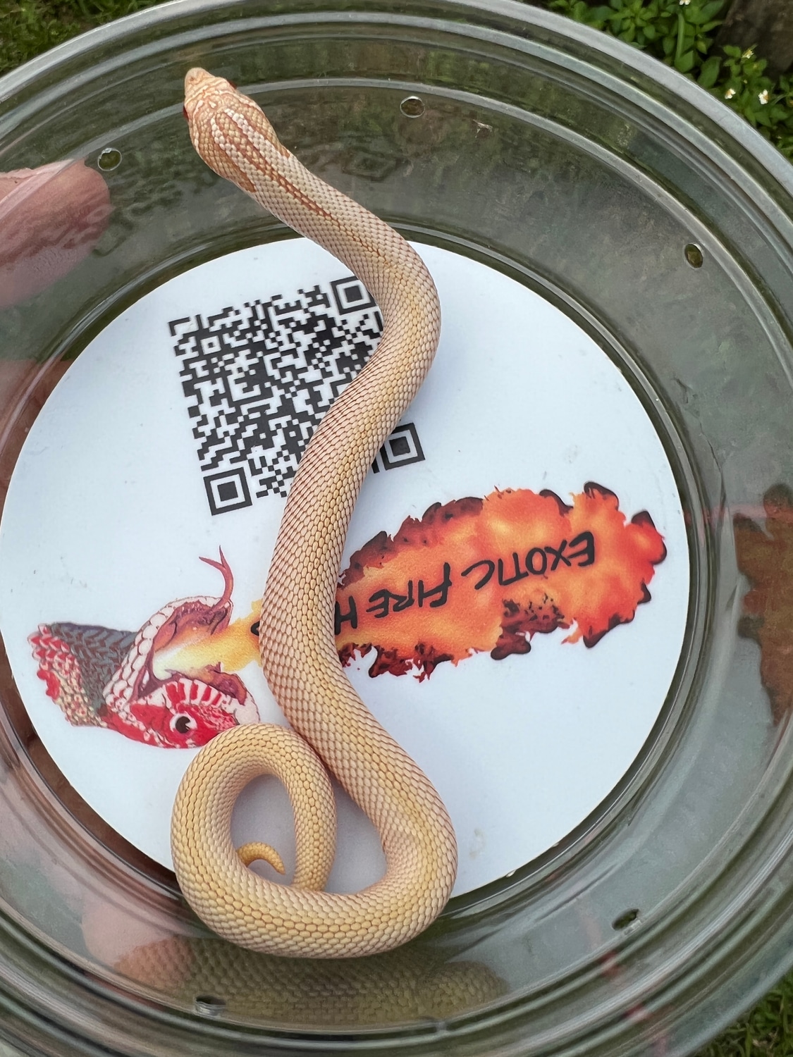 Arctic Albino Superconda Western Hognose by Exotic Fire Hogs - MorphMarket