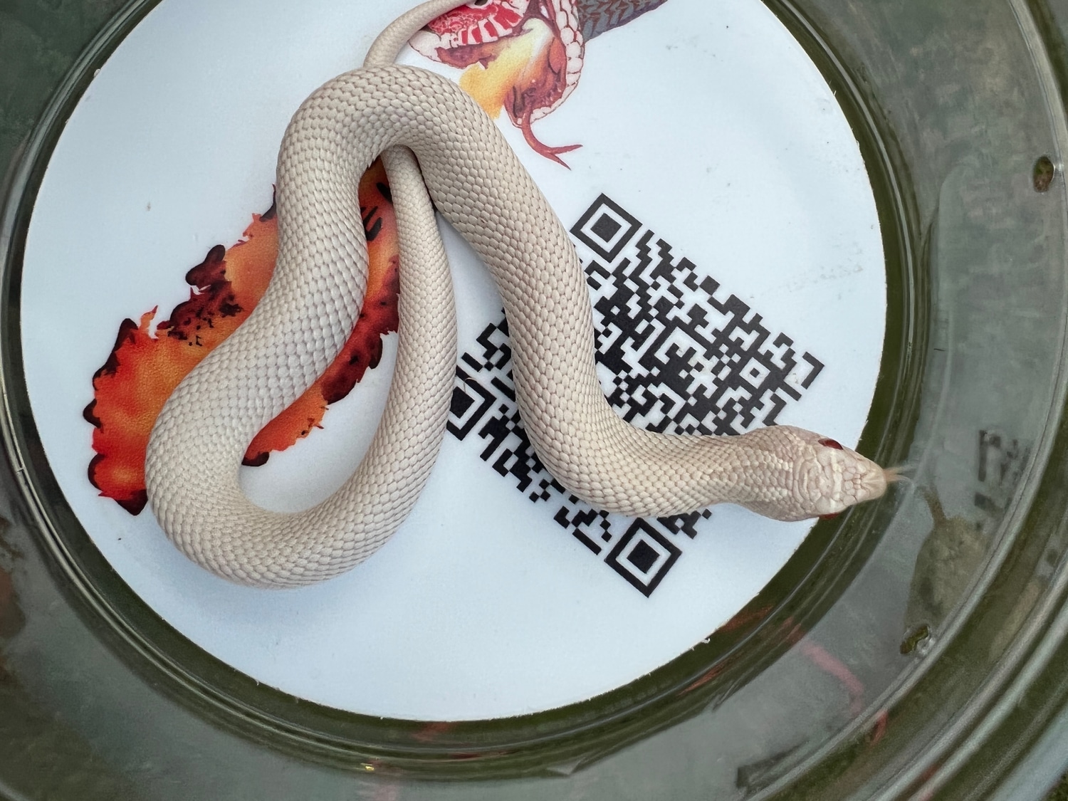 Snow Superconda Western Hognose by Exotic Fire Hogs - MorphMarket