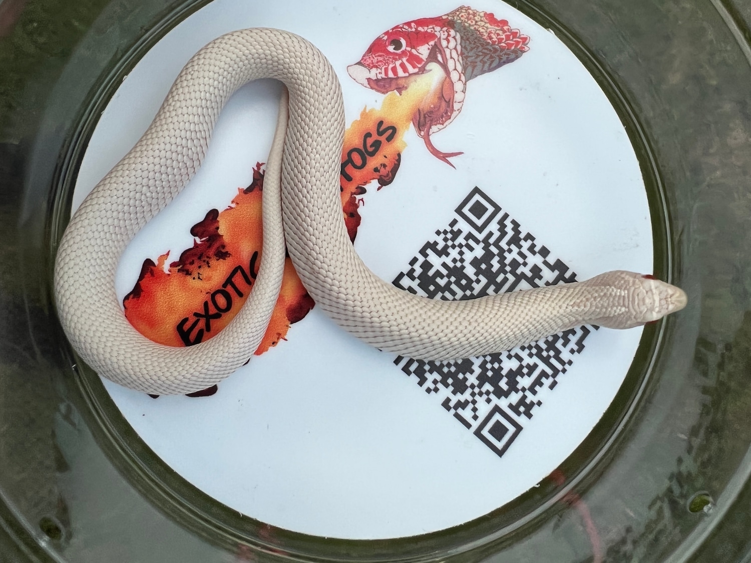 Snow Superconda Western Hognose by Exotic Fire Hogs - MorphMarket