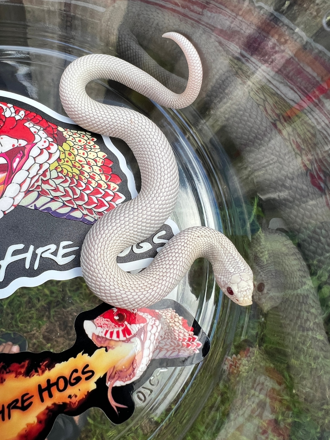 Snow Superconda Western Hognose by Exotic Fire Hogs - MorphMarket